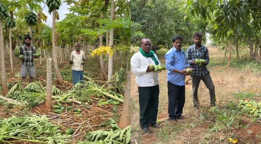 Gadaga: ಭಾರೀ ಗಾಳಿ-ಮಳೆಗೆ ನೆಲಕಚ್ಚಿದ ಮಾವು-ಪಪ್ಪಾಯ: ರೈತರು ಕಂಗಾಲು ...